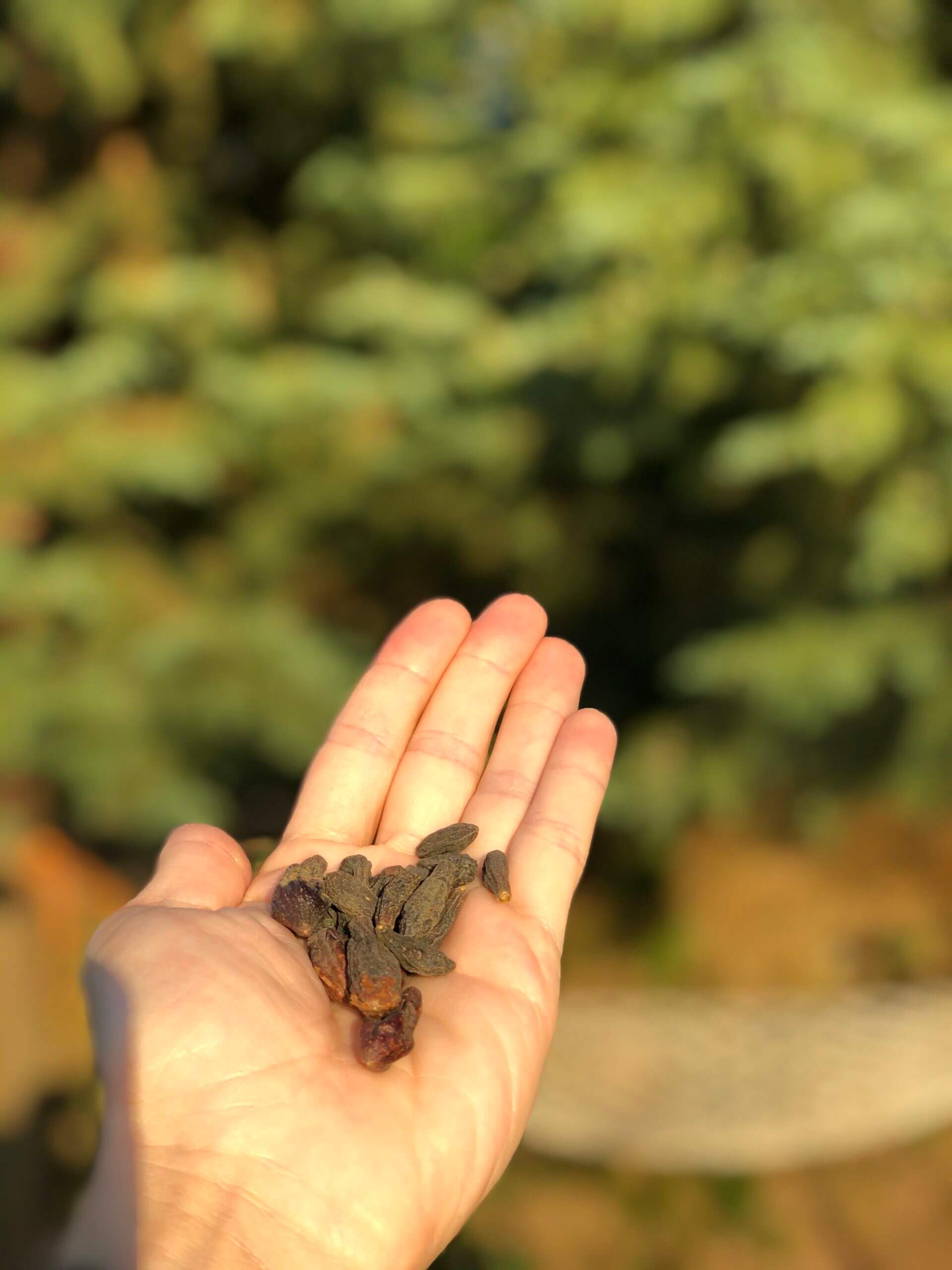 Kara Halile Faydaları: Peygamber Reçetesi - Uzmanlar Diyor Ki