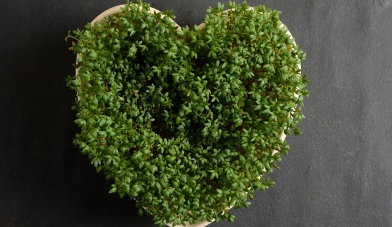 Tere Faydaları: Yeşilin 17 Farklı Gücü - Uzmanlar Diyor Ki