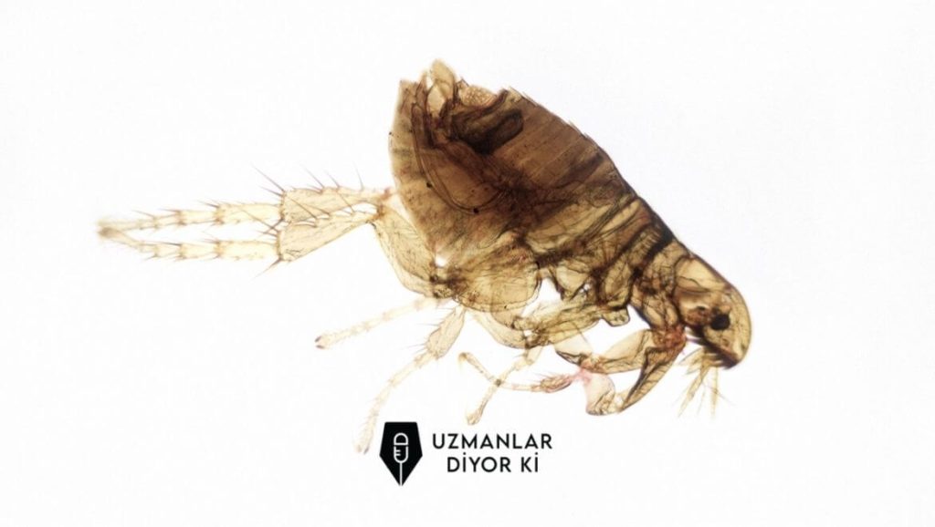 Keçeli Kalem Lekesi Nasıl Çıkar? (10 Farklı Yüzeyden)