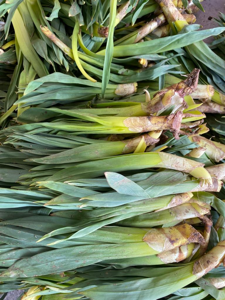 Çiriş Otunun Sağlık Faydaları ve Kullanımı - Uzmanlar Diyor Ki